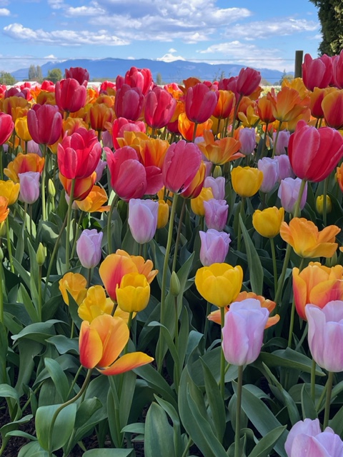 The Allure of Tulips – My Retirement Lifestyle